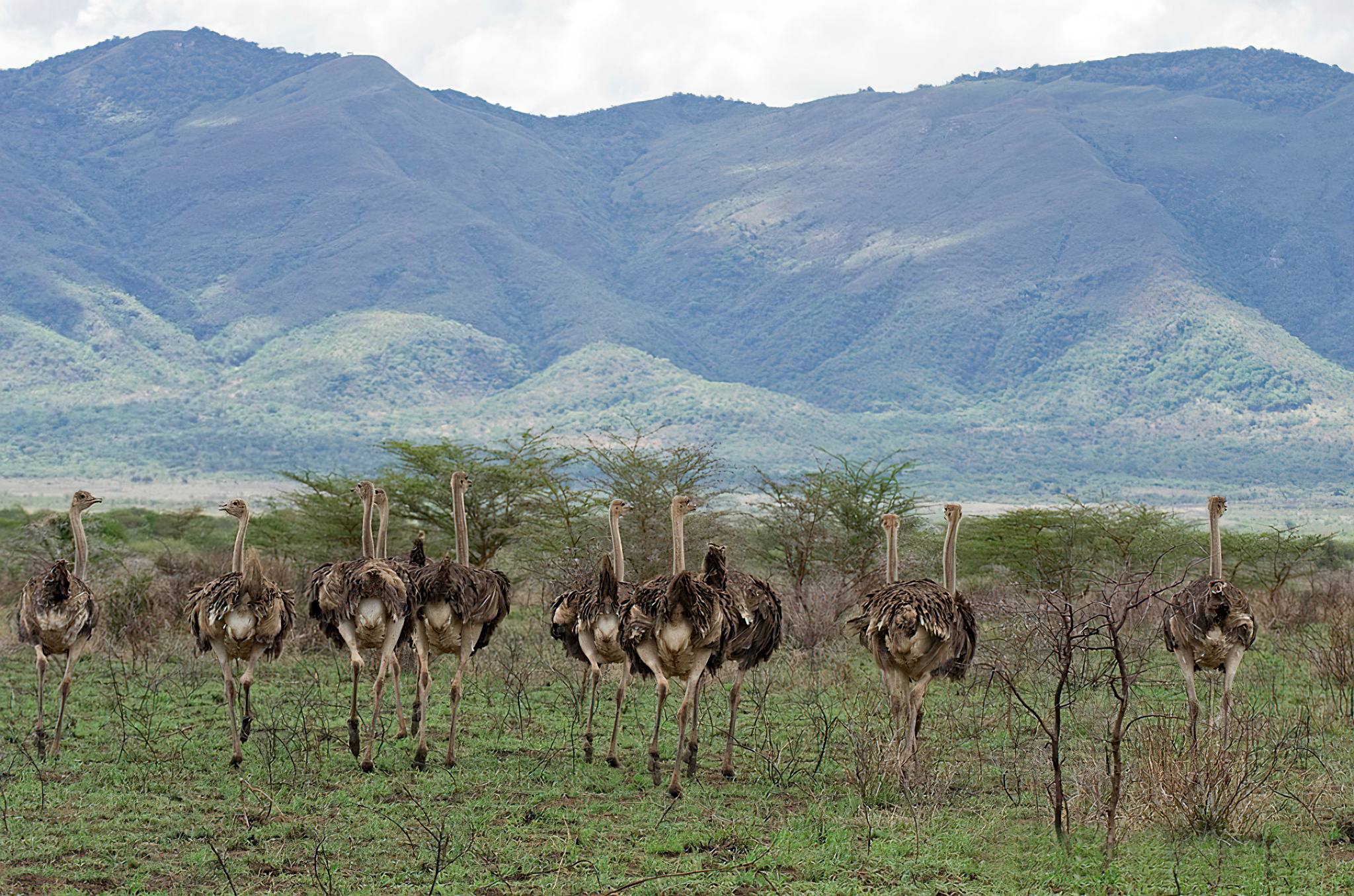Mkomazi National Park – Sasha Safaris